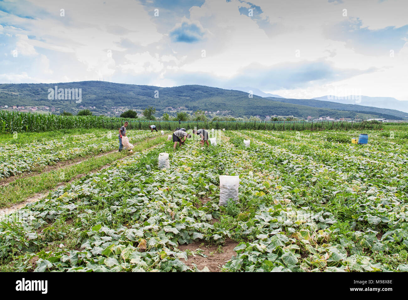 harvesting helpers picking up the cucumbers at open field plantation ...