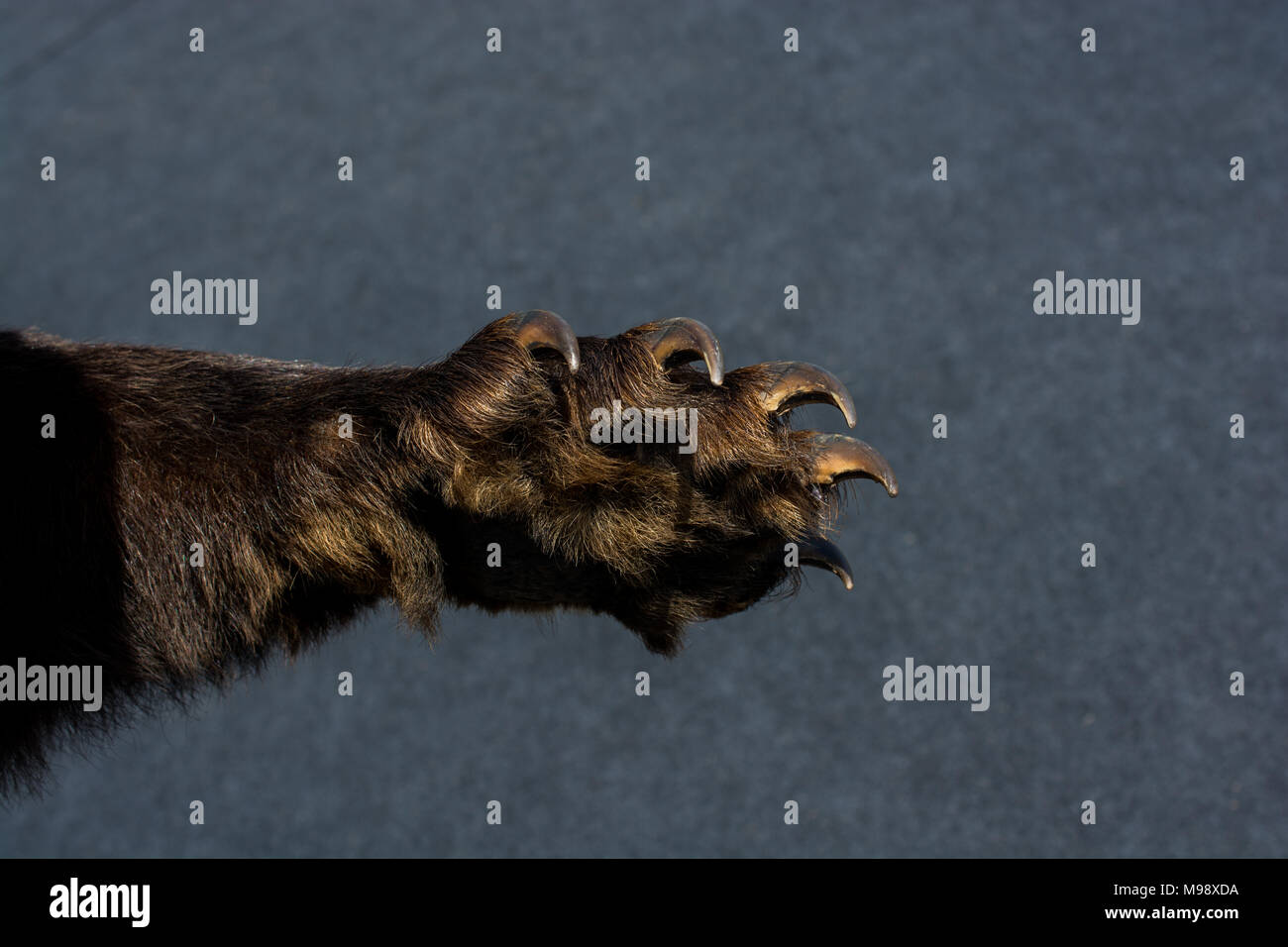 Grizzly bear sharp paws hi-res stock photography and images - Alamy