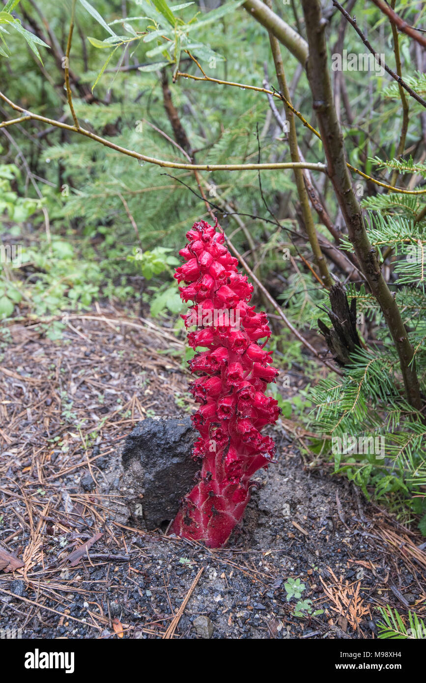 Snow plant colonies burst from the ground in Sequoia National Park in ...