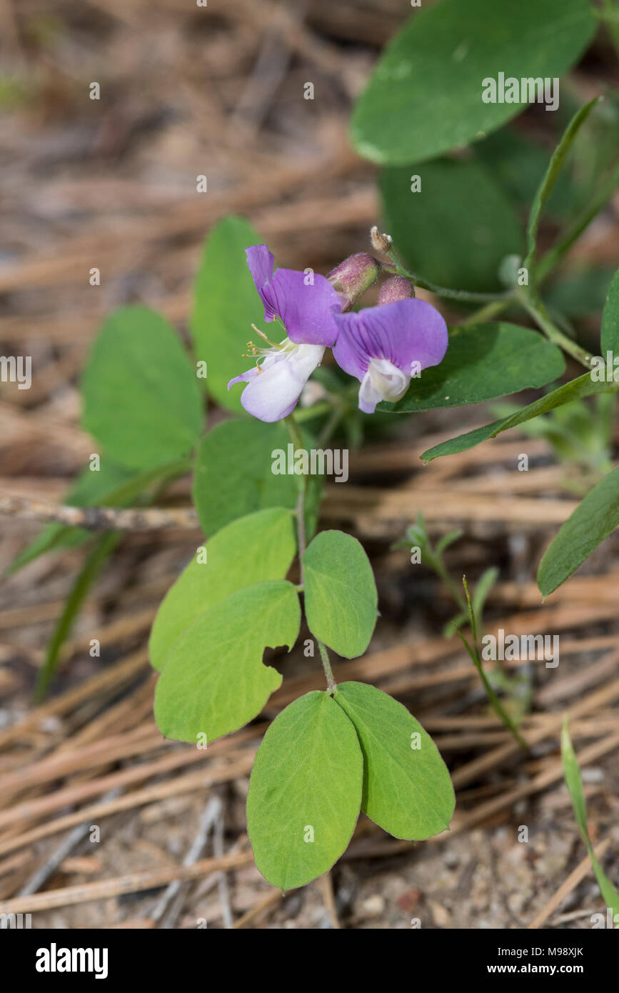 Western Dog violet grows close to the ground in Sequoia National Park ...