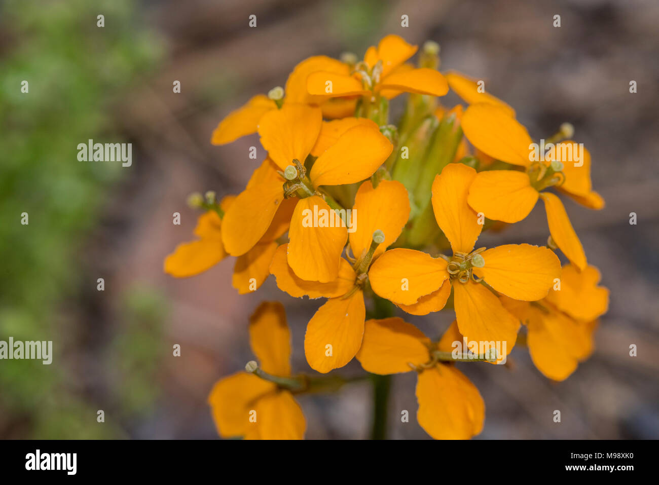 The Western Wallflower, aka Erysimum capitatum, grows in a cluster atop ...