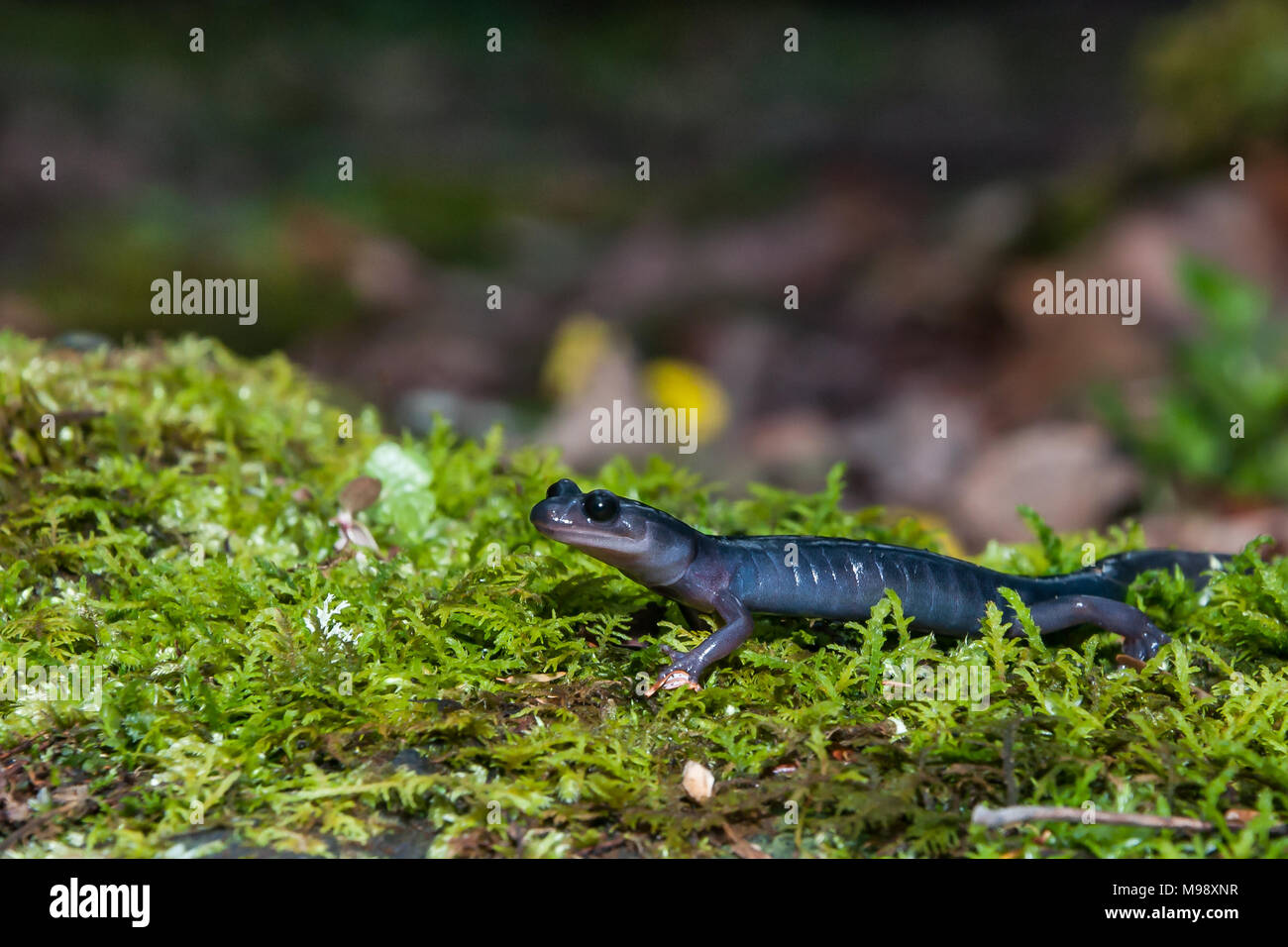 Northern Gray-cheeked Salamander (Plethodon montanus Stock Photo - Alamy