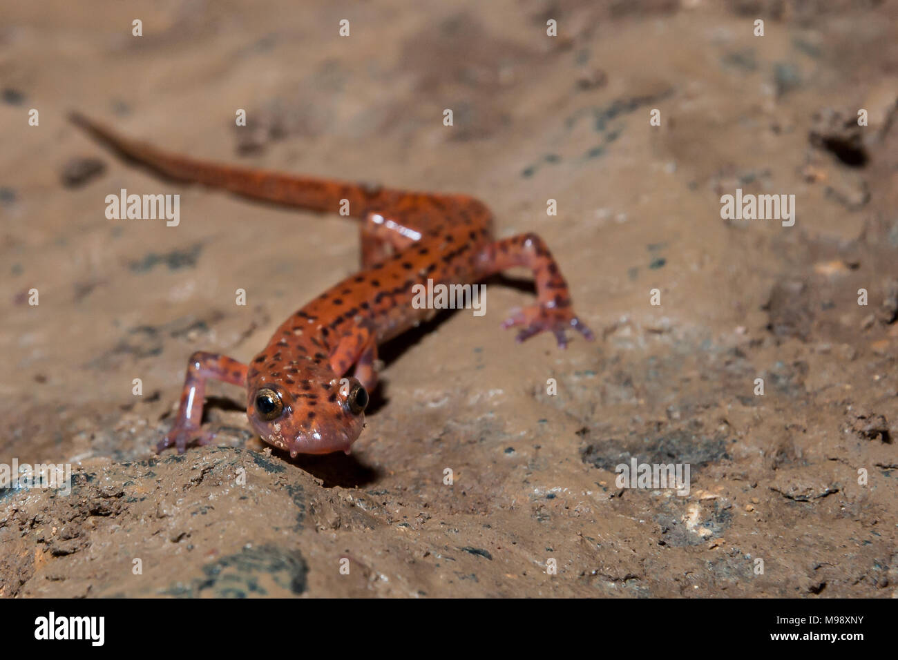 Spotted Tail High Resolution Stock Photography and Images - Alamy