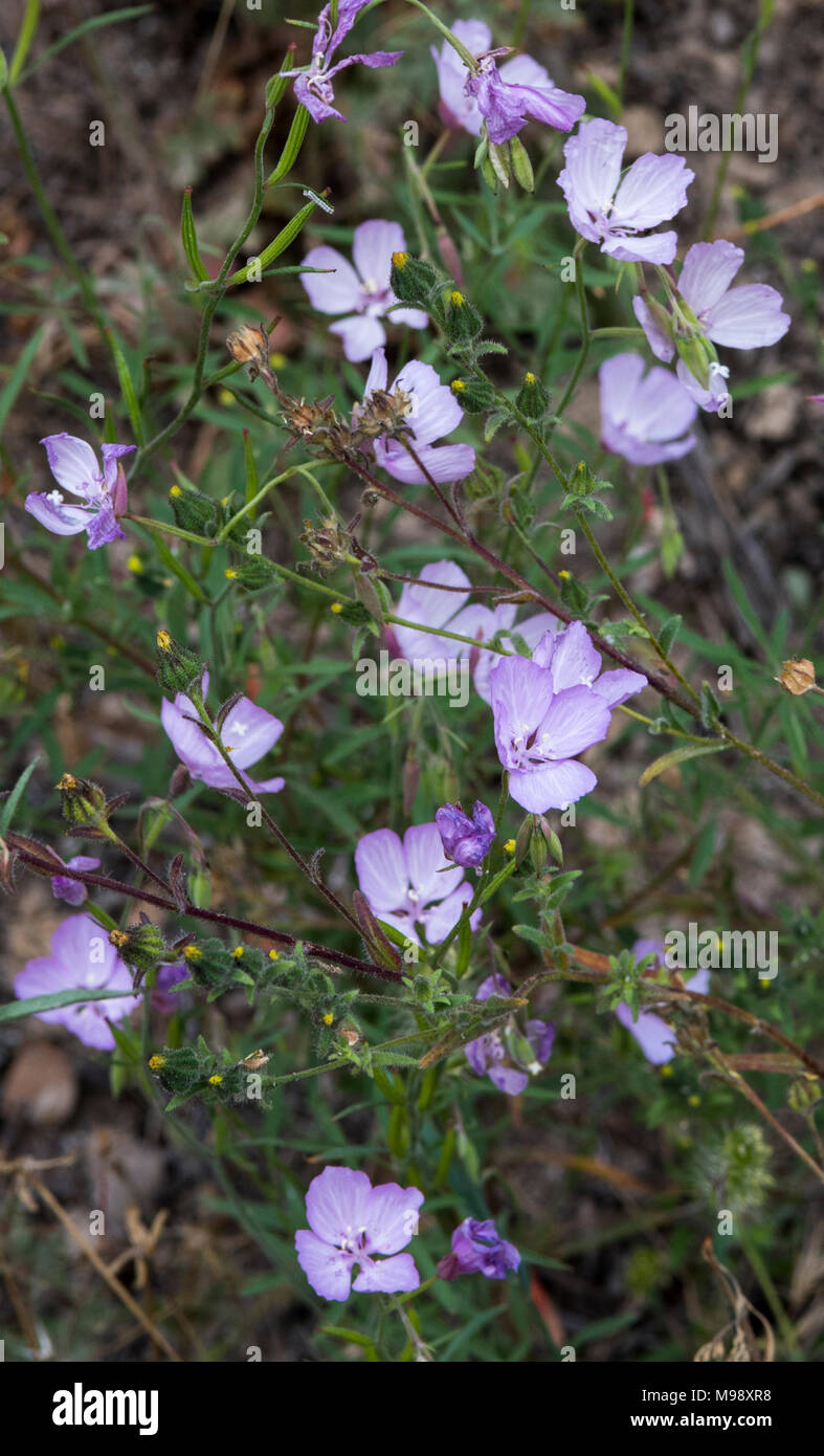 Clarkia amoena, better known as farewell to spring, blooms plentiful in ...