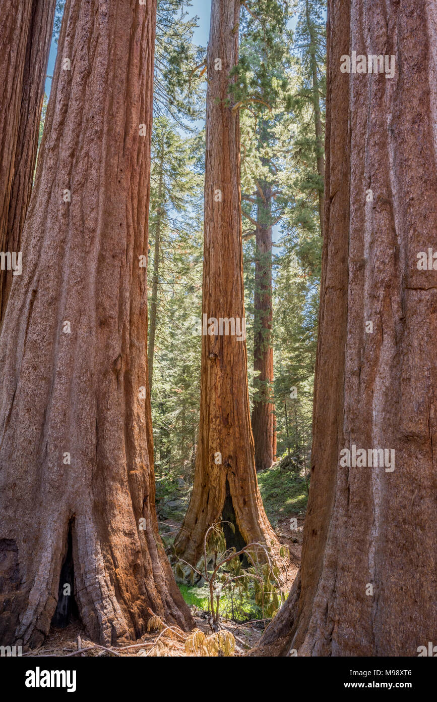 The Giant Sequoia is both the largest tree species and the largest ...