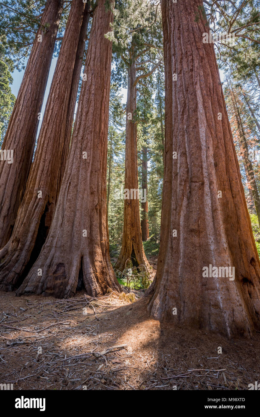 The Giant Sequoia is both the largest tree species and the largest ...