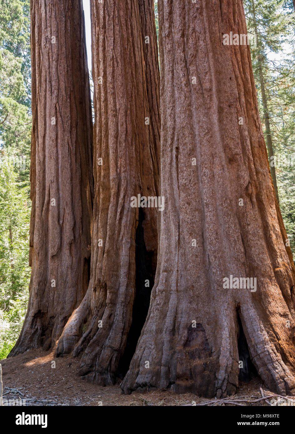 The Giant Sequoia is both the largest tree species and the largest ...