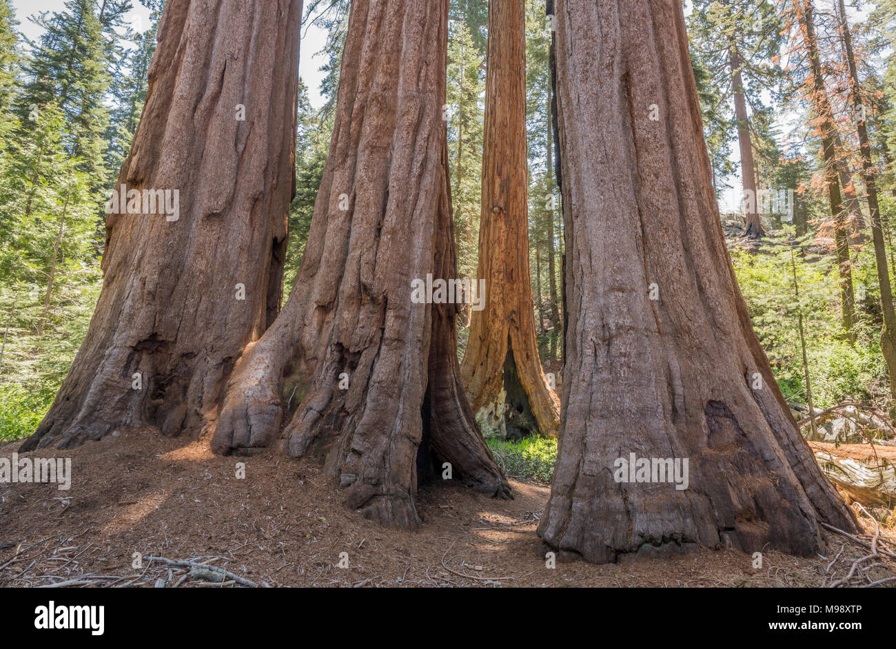 The Giant Sequoia is both the largest tree species and the largest ...