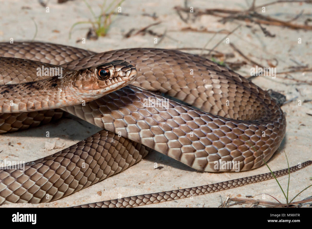 Coachwhip snake hi-res stock photography and images - Alamy