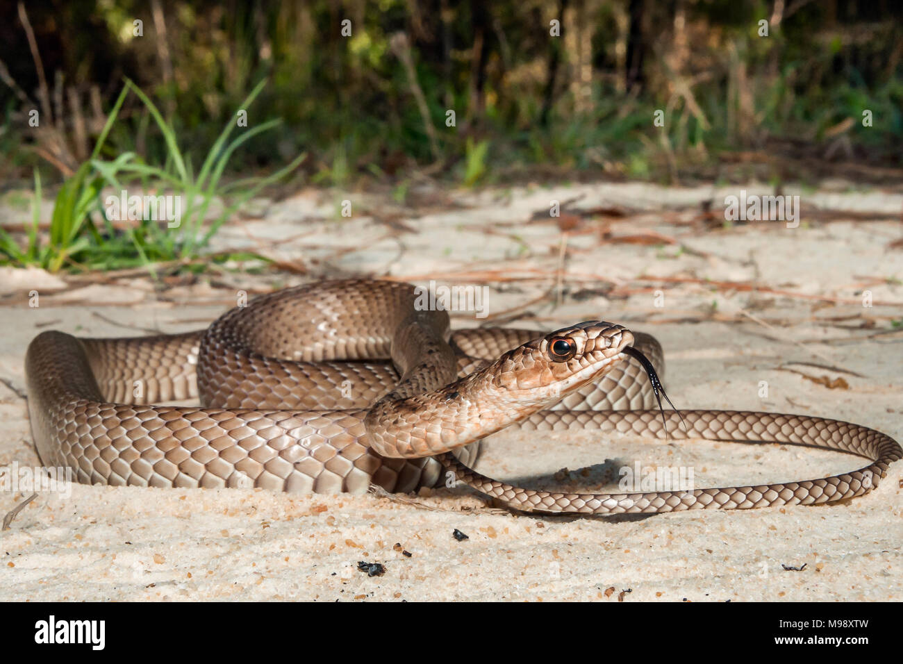 Flagellum hi-res stock photography and images - Alamy