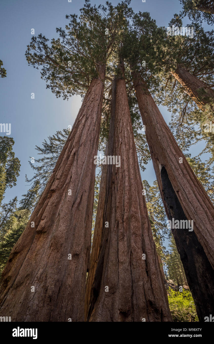 The Giant Sequoia is both the largest tree species and the largest ...
