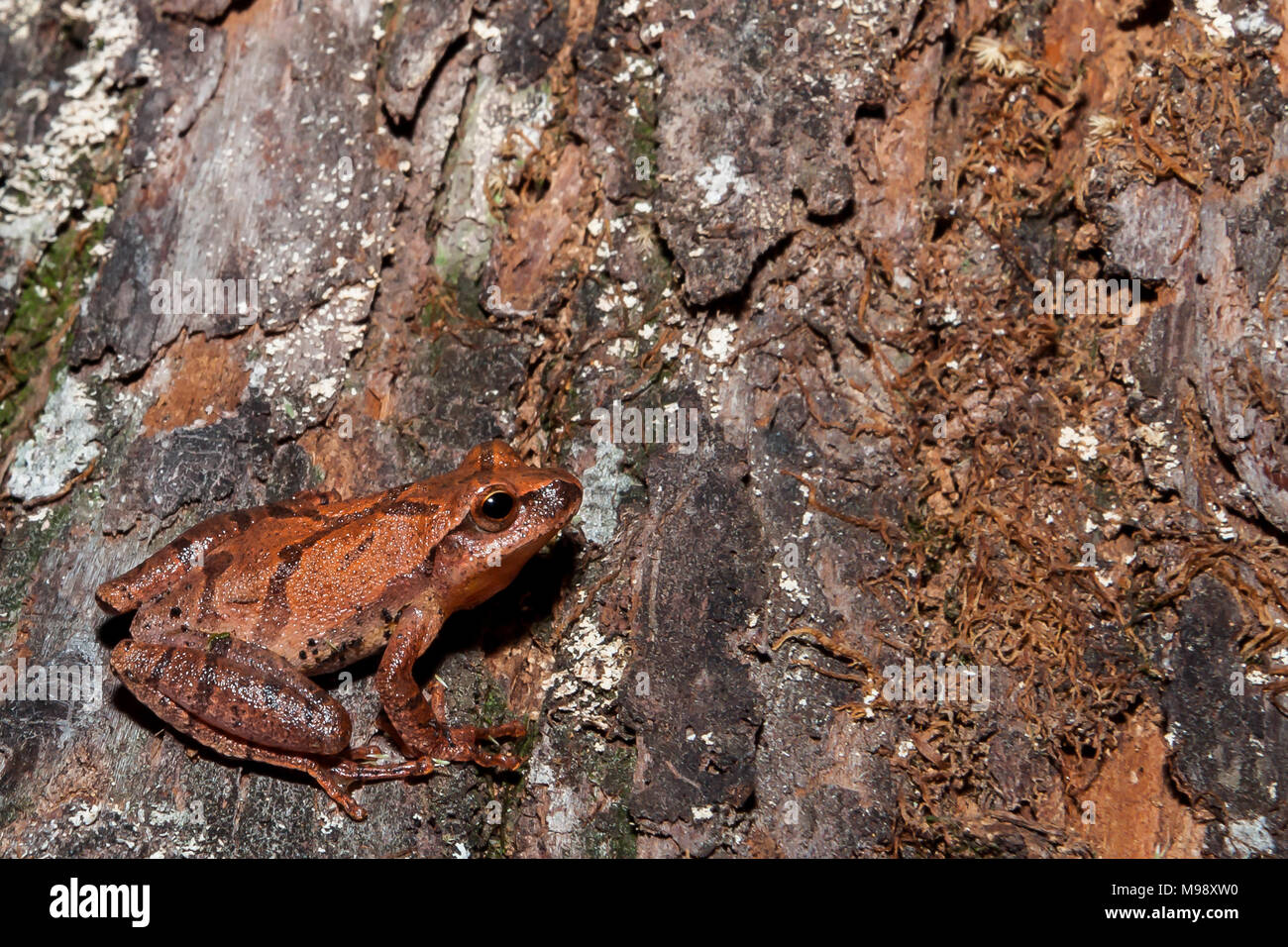 Southern Spring Peeper (Pseudacris crucifer bartramiana Stock Photo - Alamy