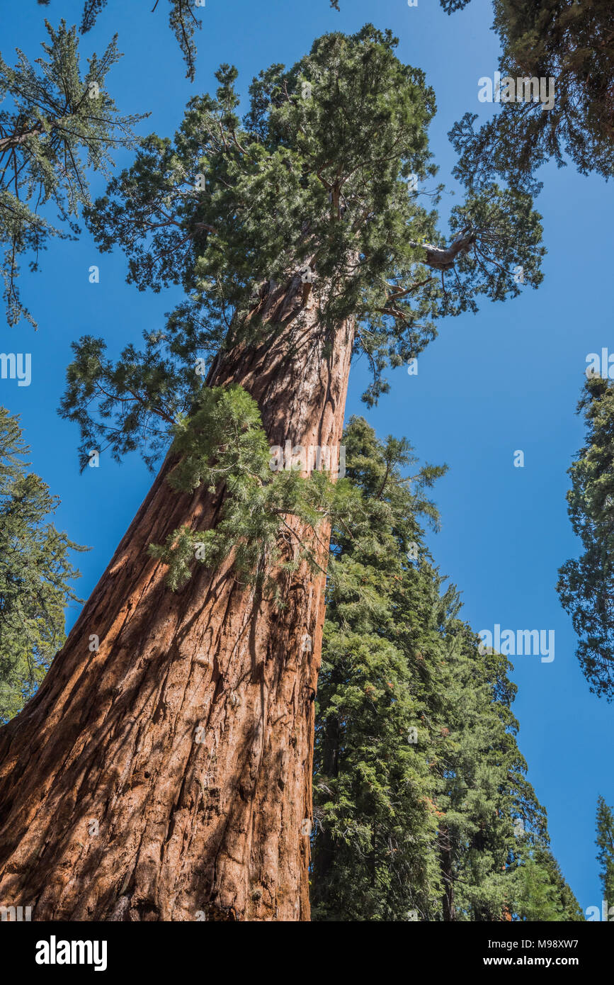 The Giant Sequoia is both the largest tree species and the largest ...