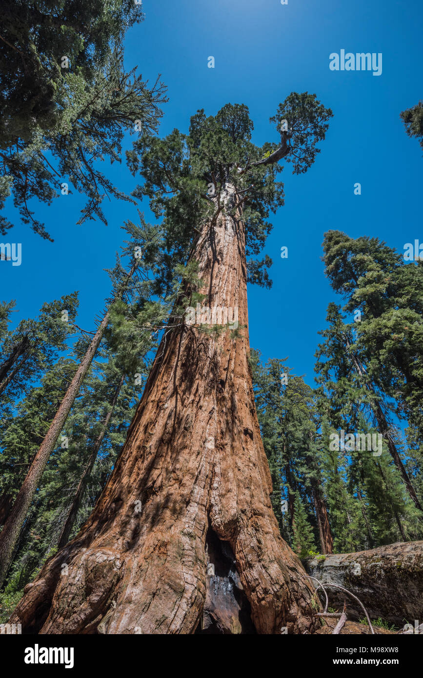 Largest living organism hi-res stock photography and images - Alamy