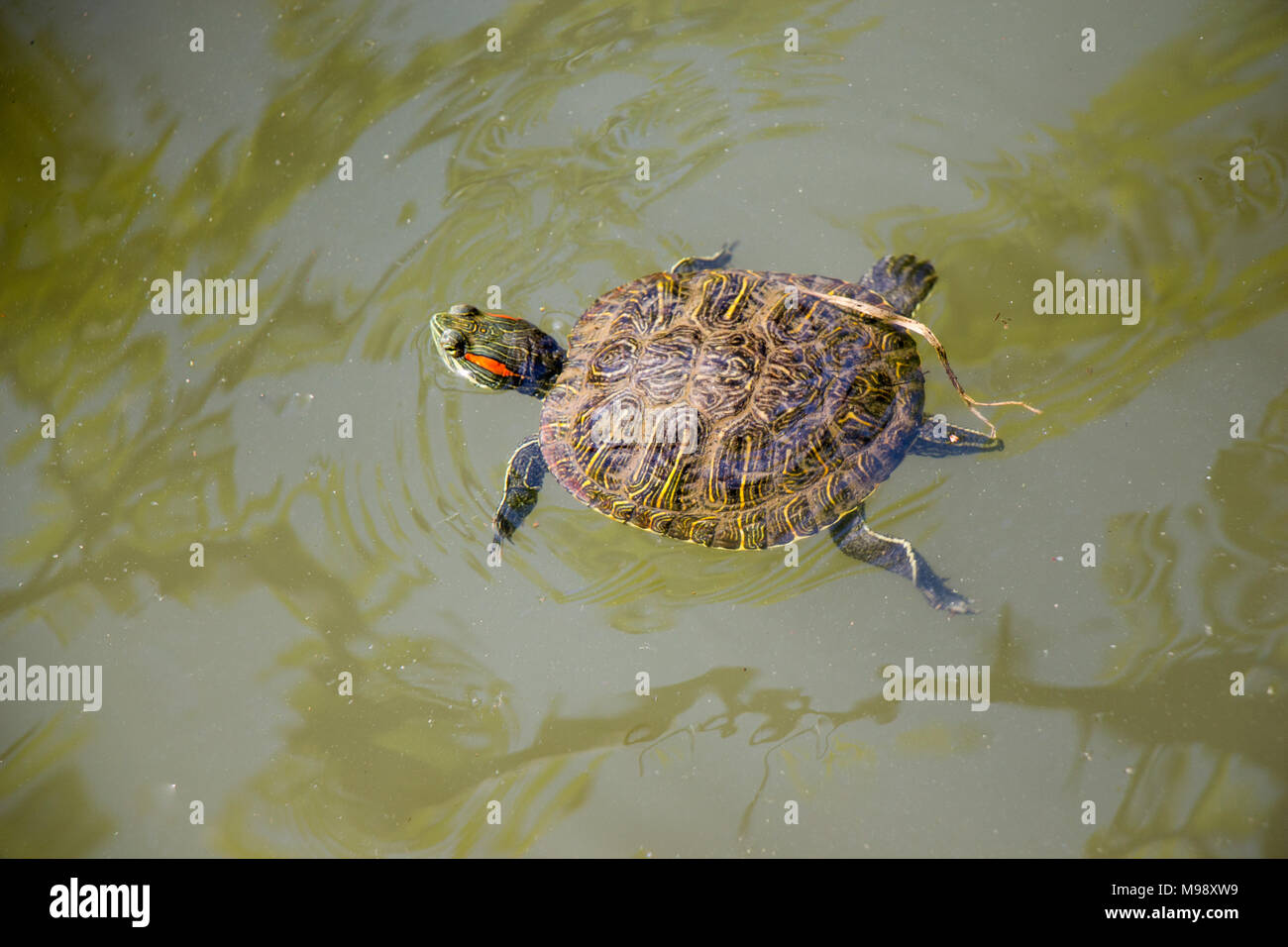 Lonely turtle swimming in the muddy water of a lake Stock Photo - Alamy