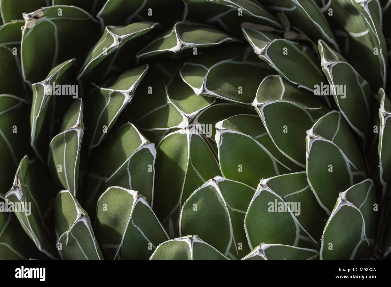 Agave leaves pattern hi-res stock photography and images - Alamy