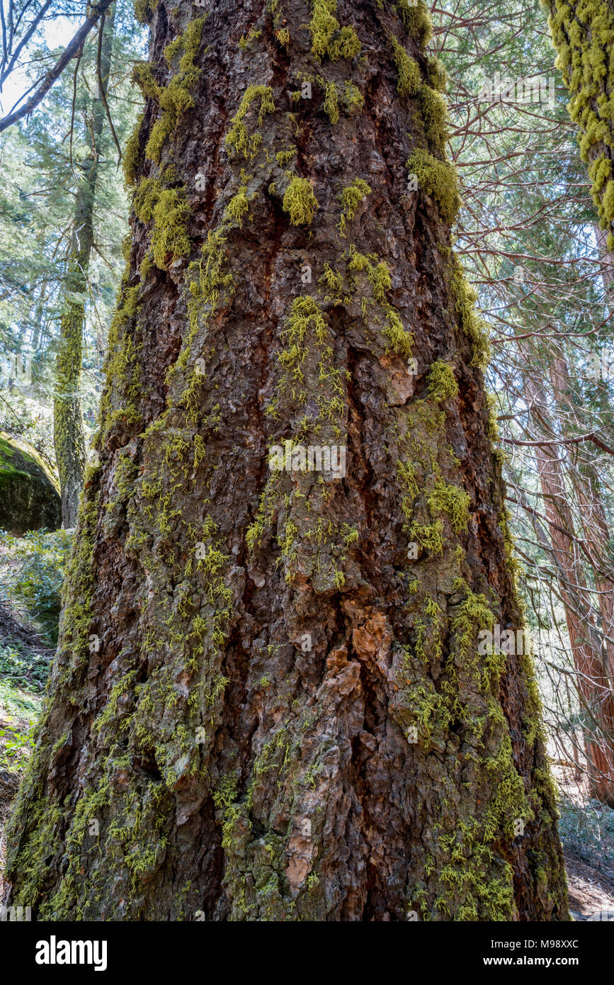 Largest Single Living Organism