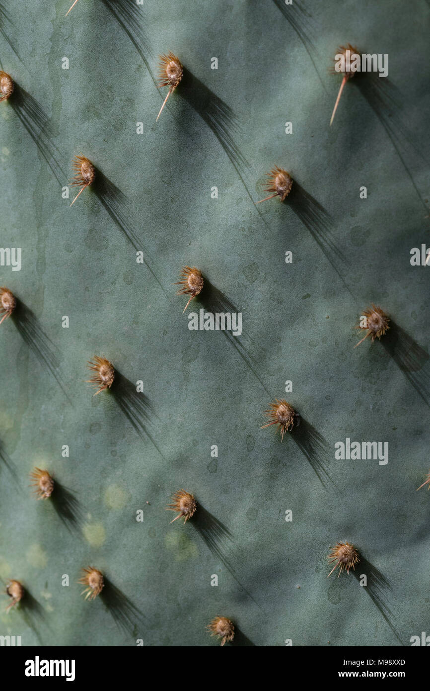 Cladode hi-res stock photography and images - Alamy