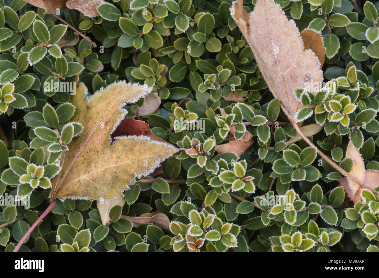 leaves on a evergreen bush edged with frost on a cold winter morning ...