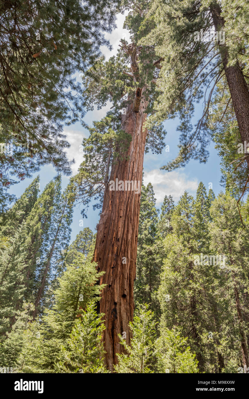 The Giant Sequoia is both the largest tree species and the largest ...