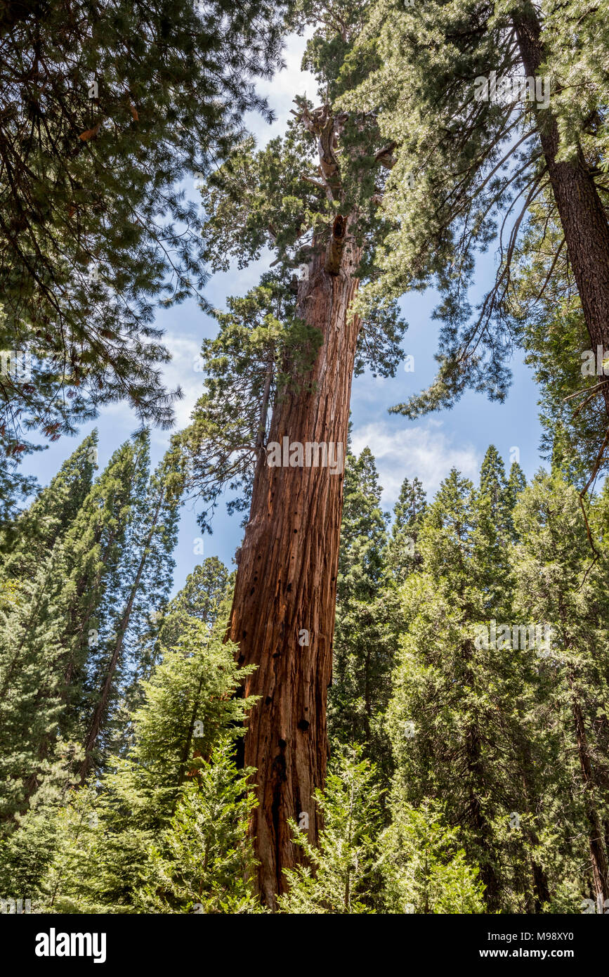 The Giant Sequoia is both the largest tree species and the largest ...