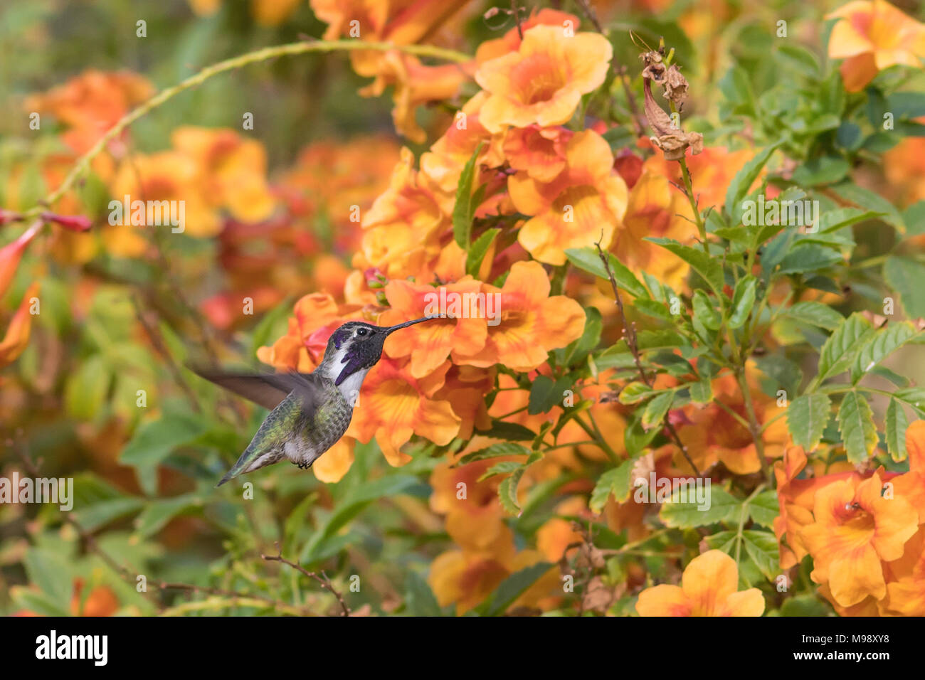 Hummingbird trumpet garden plant hi-res stock photography and images ...