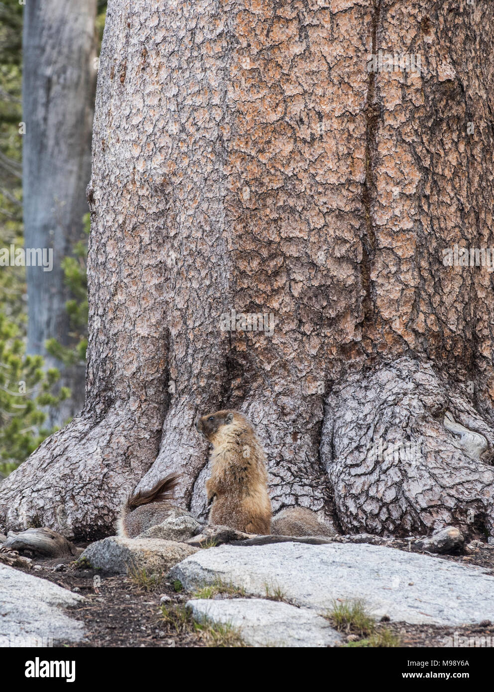 Marmot under tree hi-res stock photography and images - Alamy
