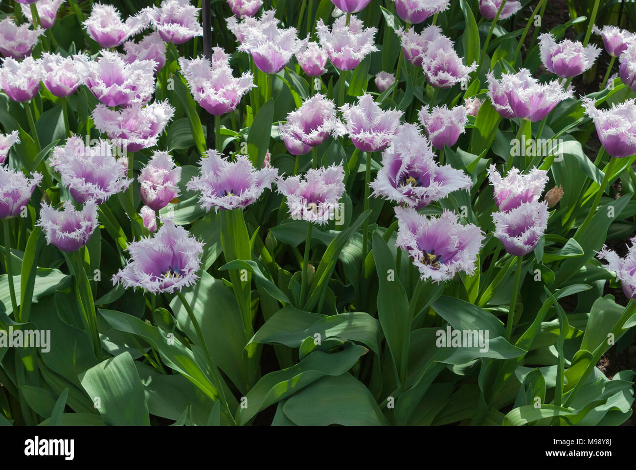 Mass of purple colour hi-res stock photography and images - Alamy