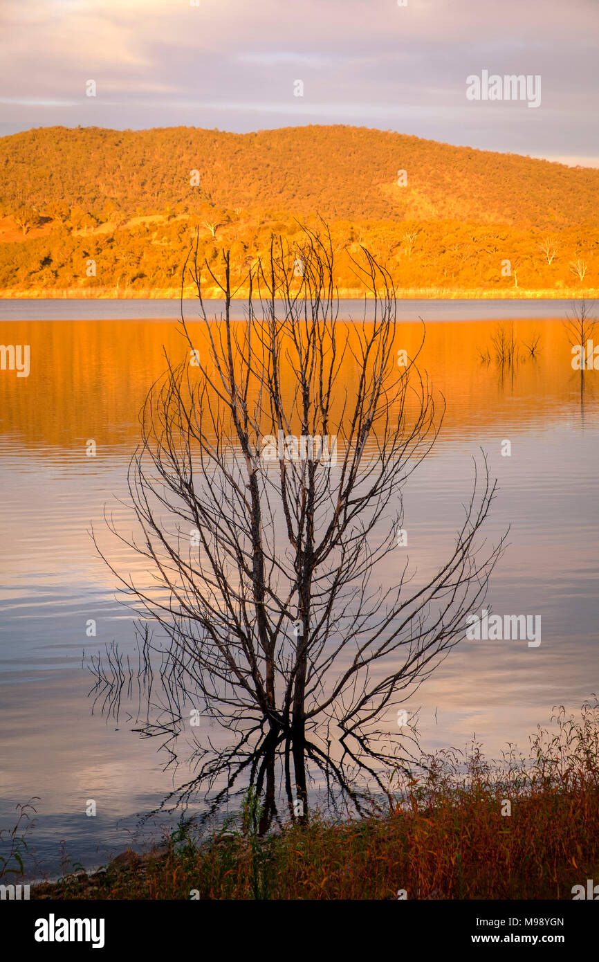 Lake, Trees and Grass at Sunset. Googong Dam, NSW Stock Photo - Alamy