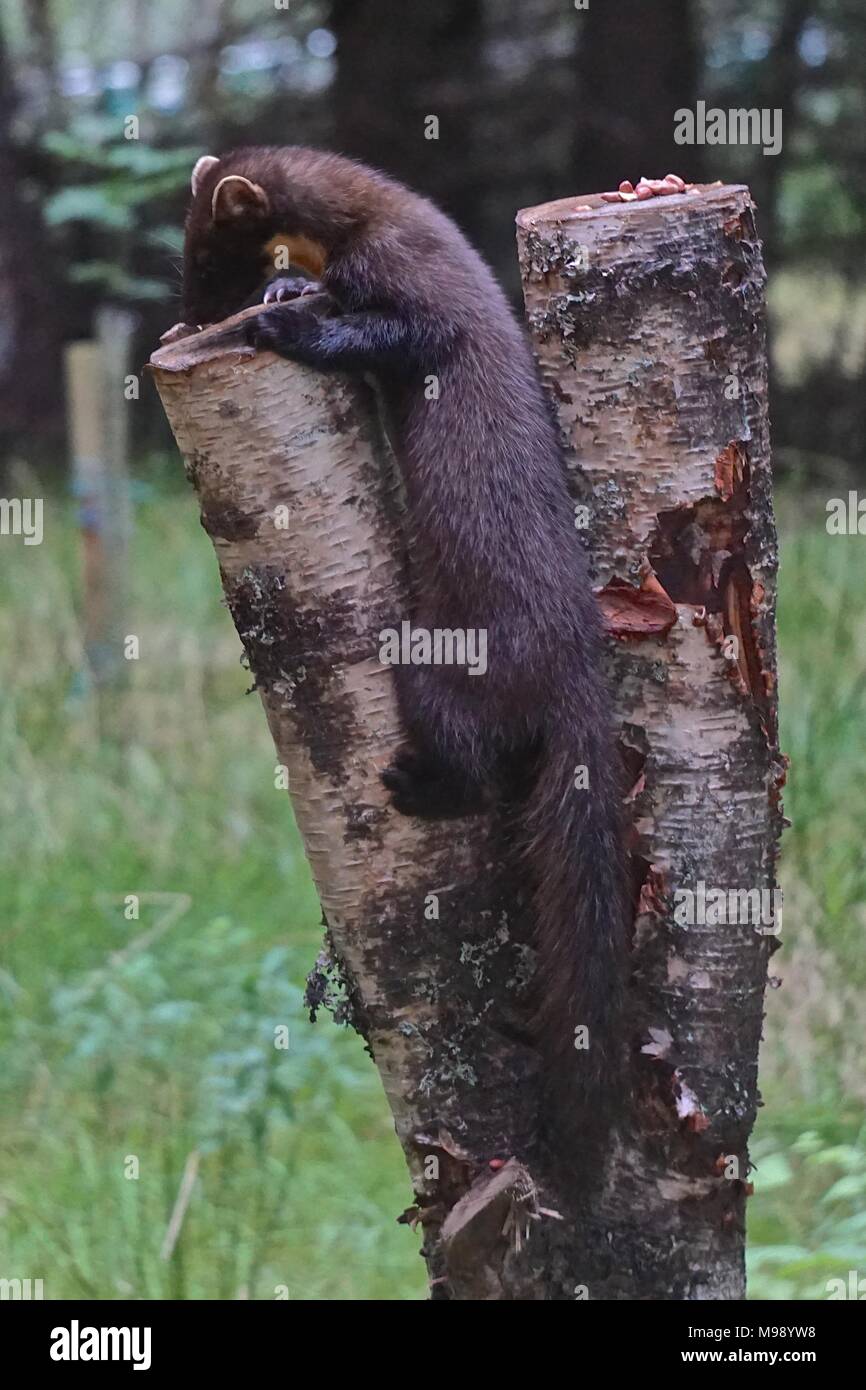 Mustelid family hi-res stock photography and images - Alamy