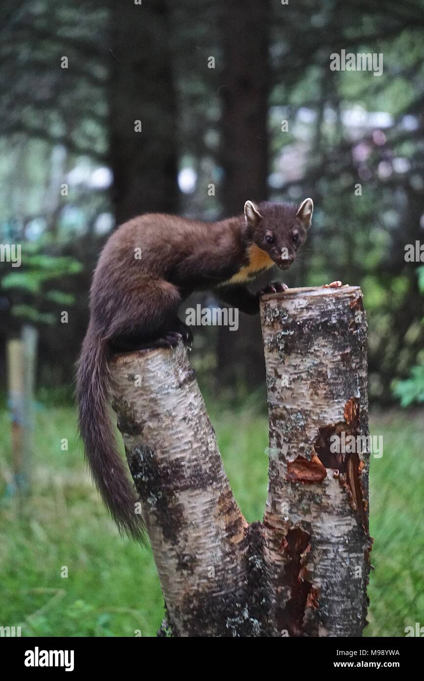 Mustelid family hi-res stock photography and images - Alamy