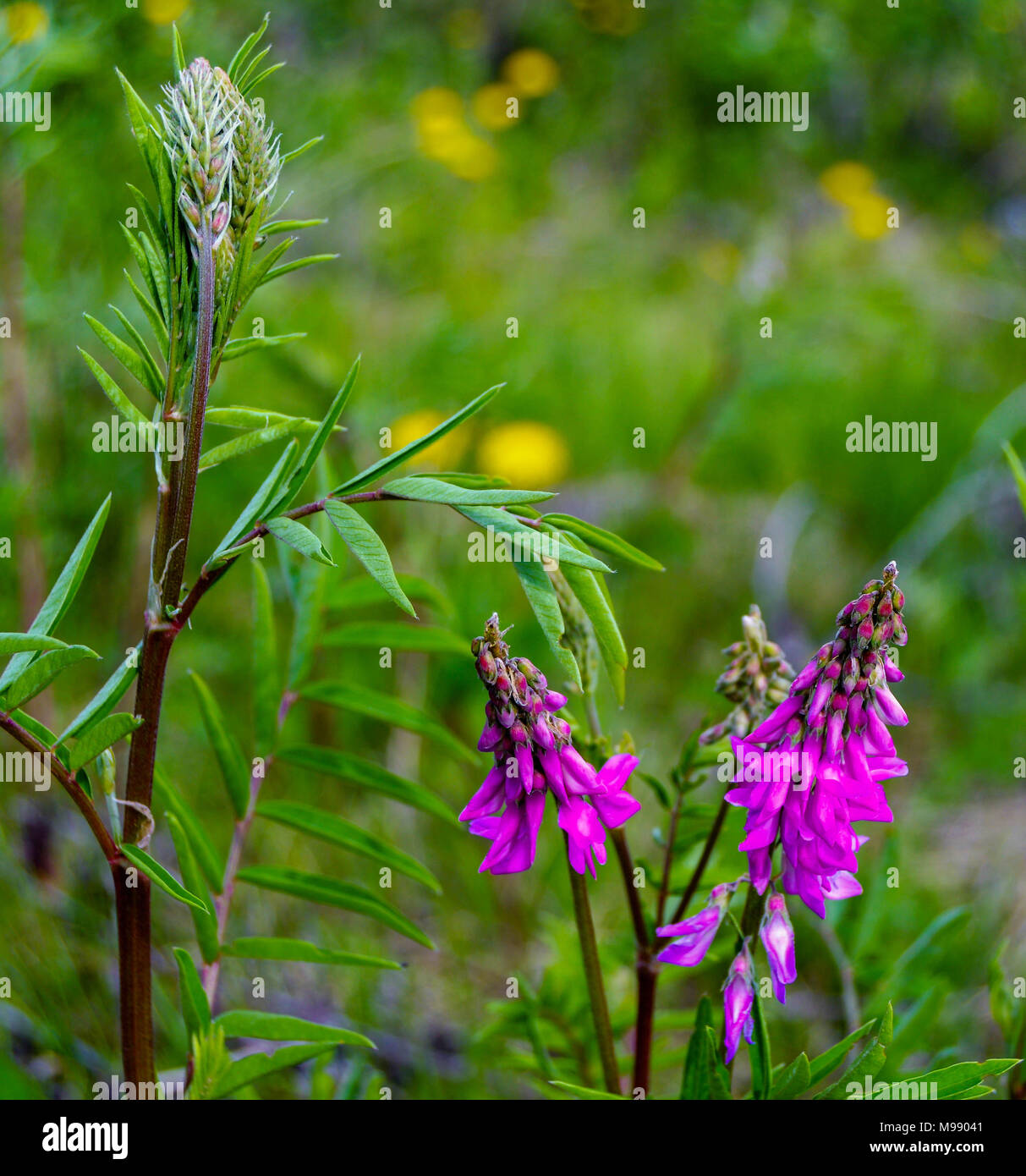 Lupine Flower Bud Bloom Stock Photos & Lupine Flower Bud Bloom Stock ...