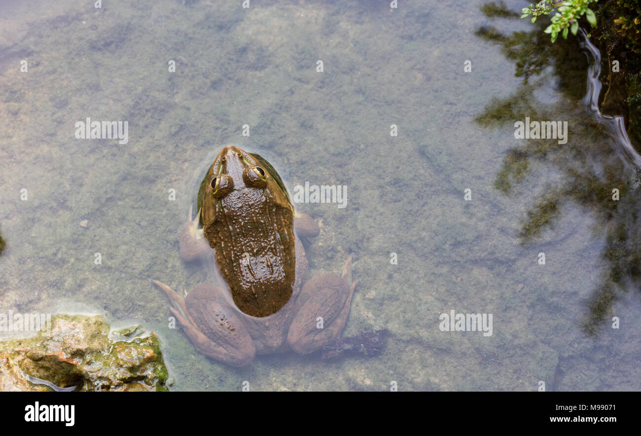 Frog in pond Stock Photo - Alamy