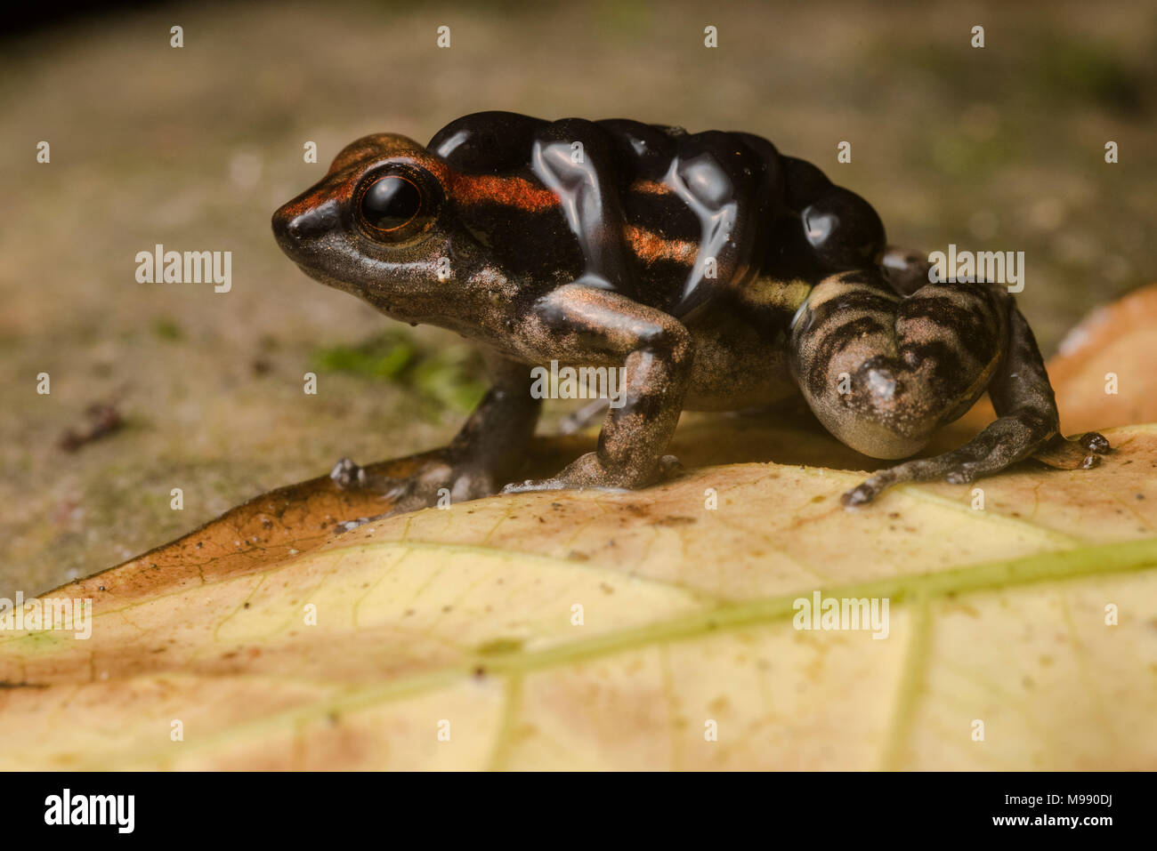 Dendrobatidae red black hi-res stock photography and images - Alamy