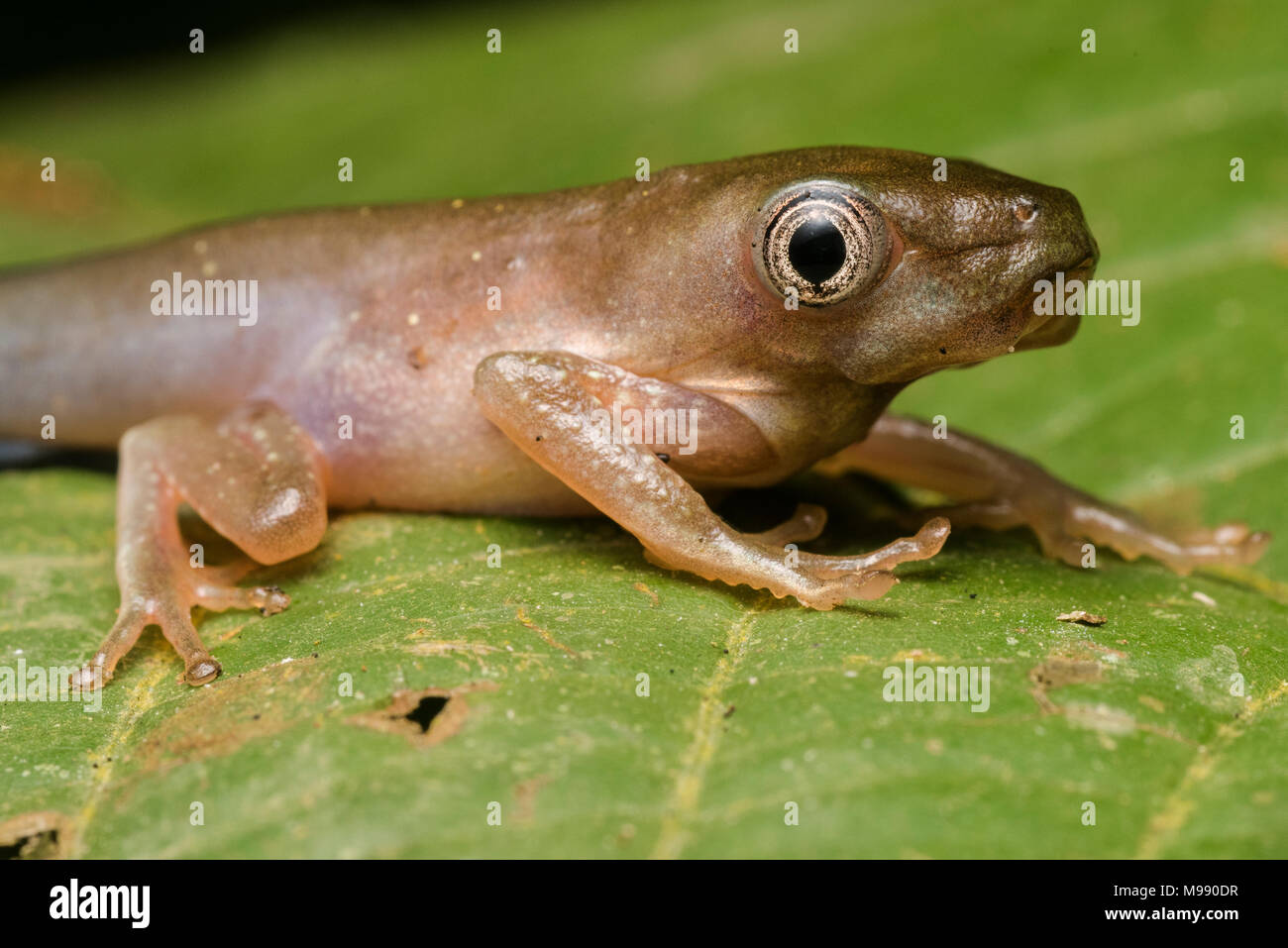 Frog from Peru looks incredibly odd and silly while part of the way ...