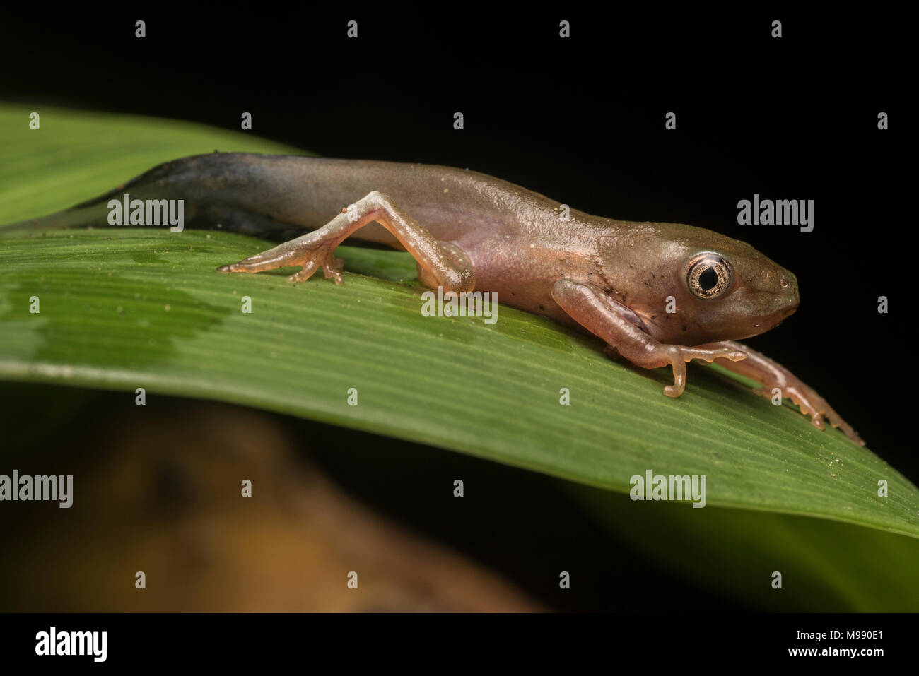 Frog from Peru looks incredibly odd and silly while part of the way ...