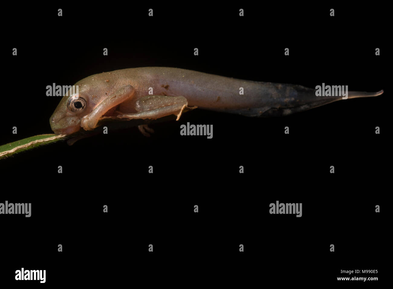 Froglet with tail hi-res stock photography and images - Alamy