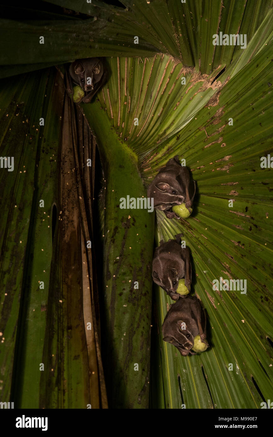 A family of Peruvian fruit bats eating fruit Stock Photo - Alamy