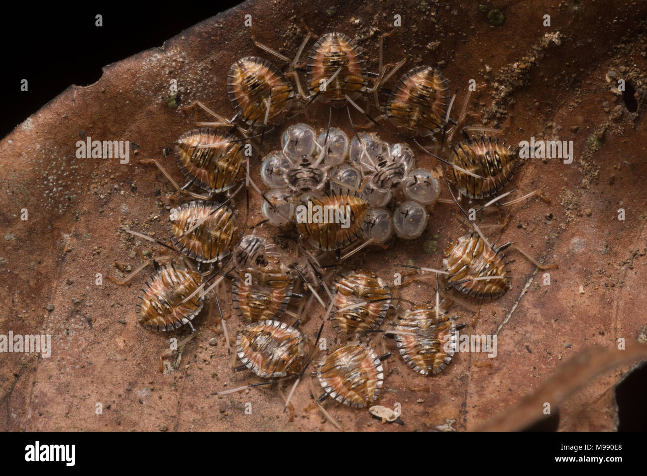 Stink bug life cycle hi-res stock photography and images - Alamy