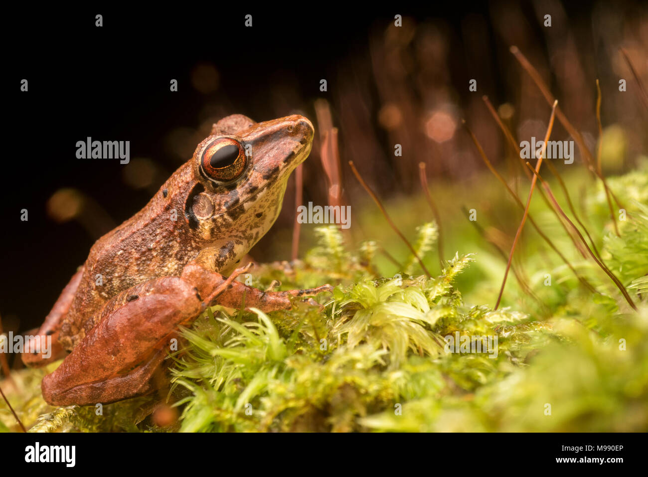 Some sort of small rain frog from Peru. Pristimantis is the most ...
