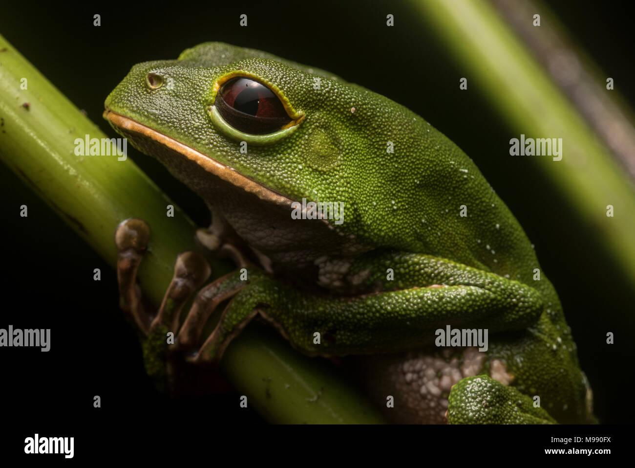 A monkey treefrog (Phyllomedusa) from the tropical rainforest of Peru ...