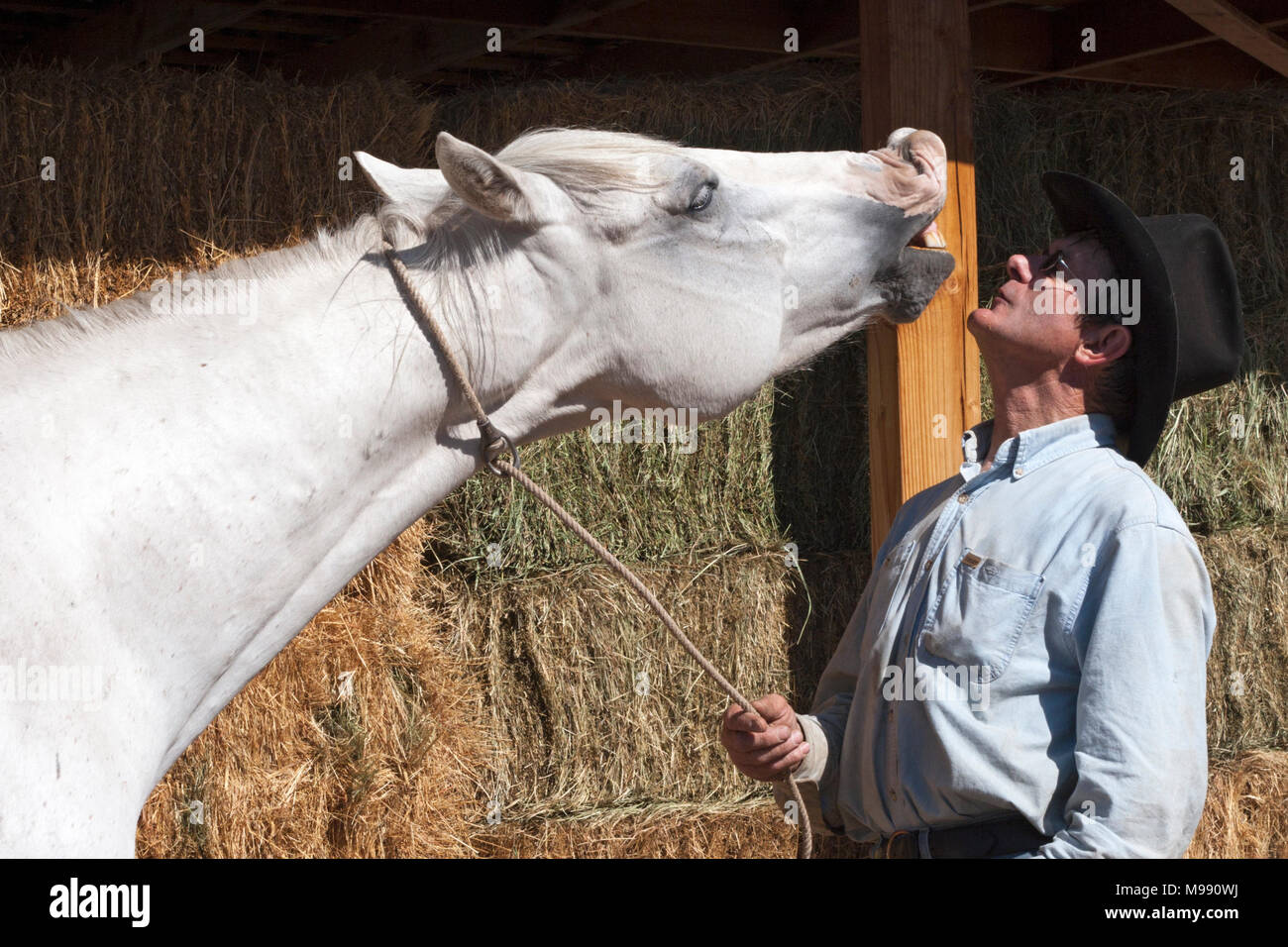 Funny cowboy hi-res stock photography and images - Alamy
