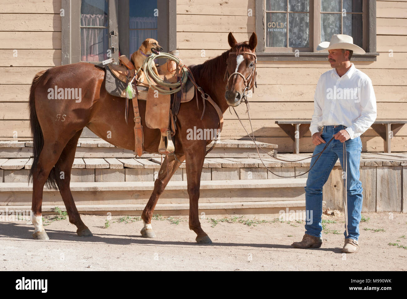 Cowboy with his horse and Jack Russell Terrier sitting in the saddle in ...