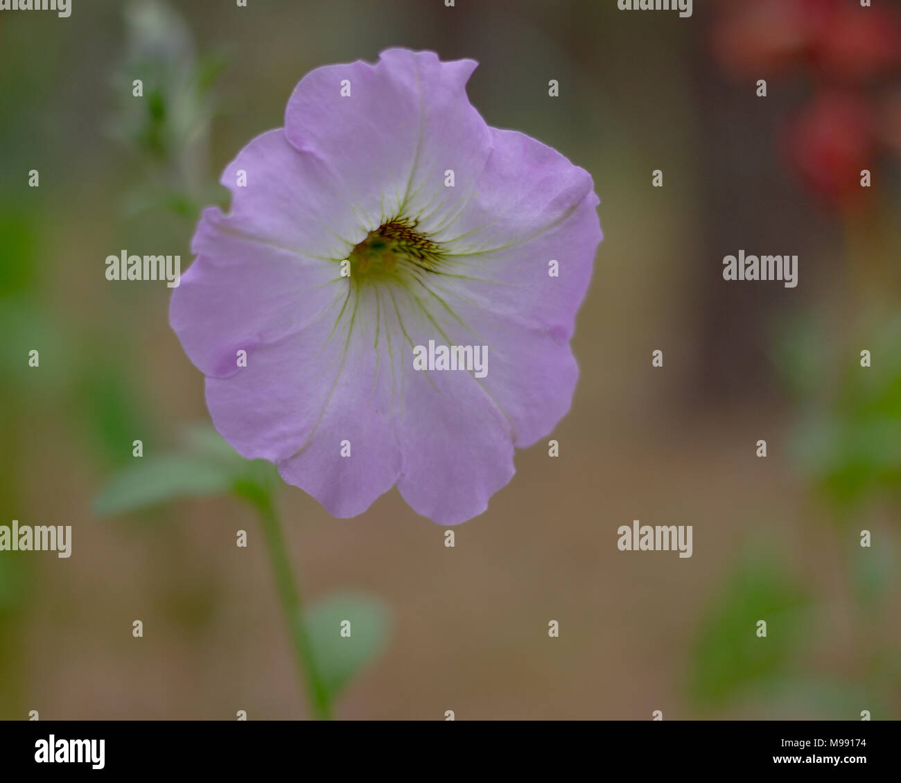 Malva image hi-res stock photography and images - Alamy