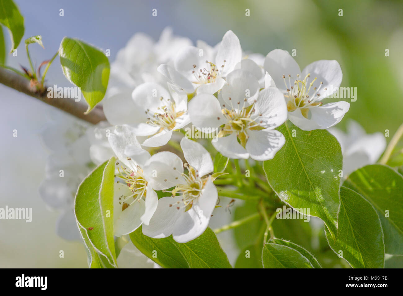 Plum Blossom High Resolution Stock Photography and Images - Alamy