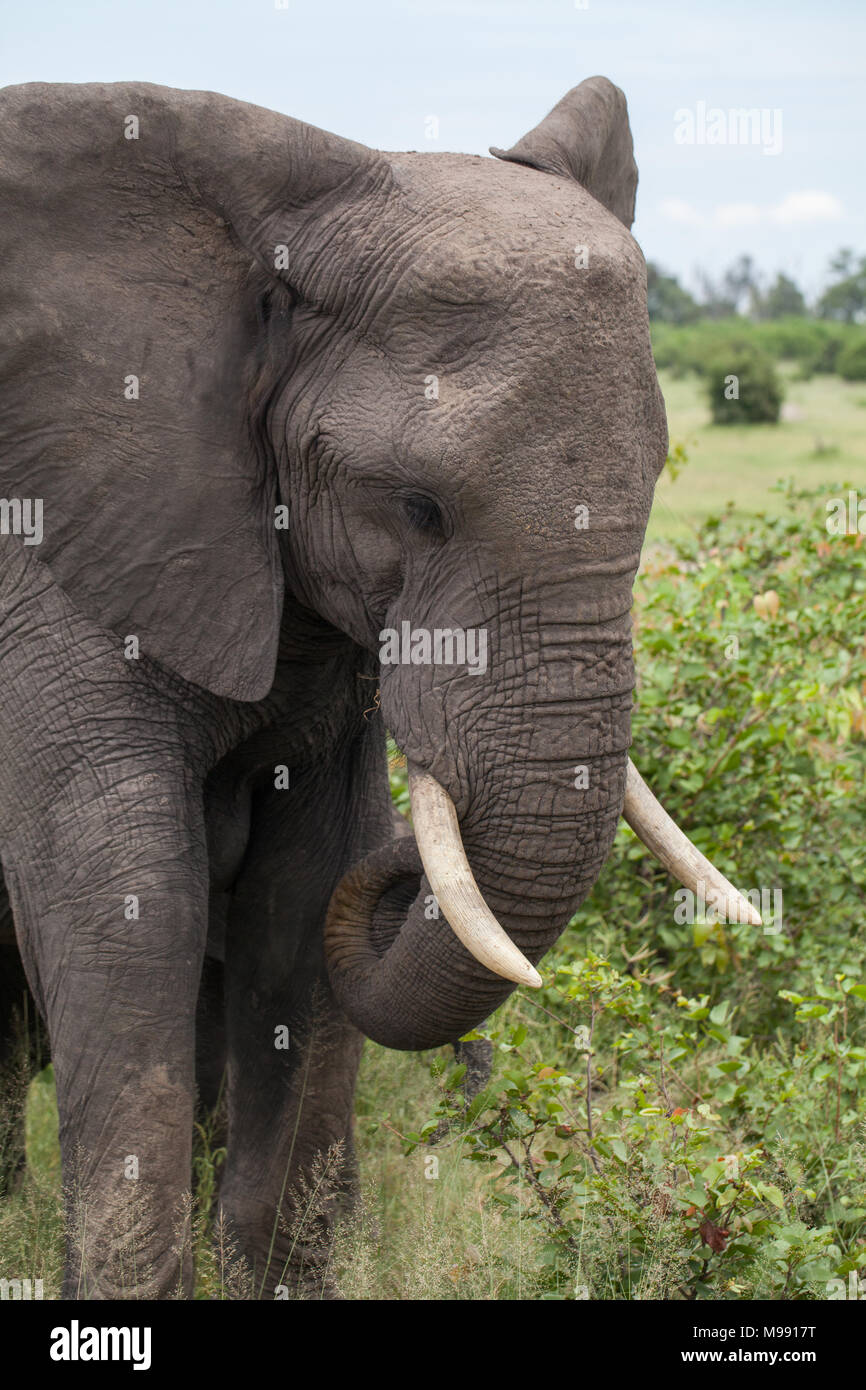 Elephant Ivory Tusks