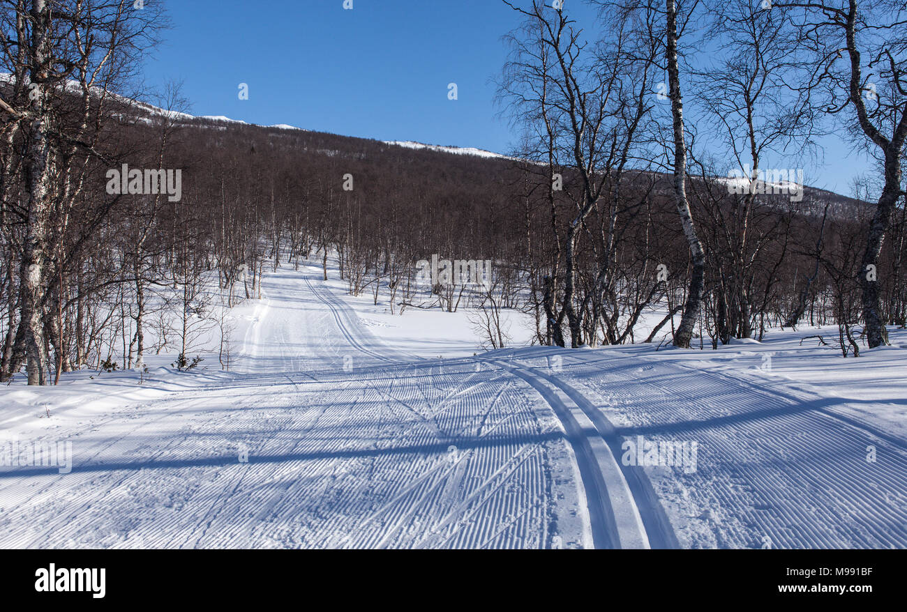 Cross-country track in mountain birch-wood. Bright sunshine in the ...