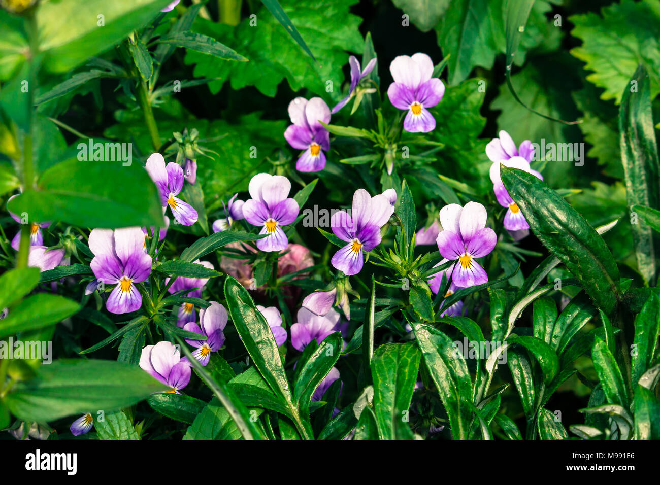 Bouquet of pansies in green grass summer garden Stock Photo - Alamy