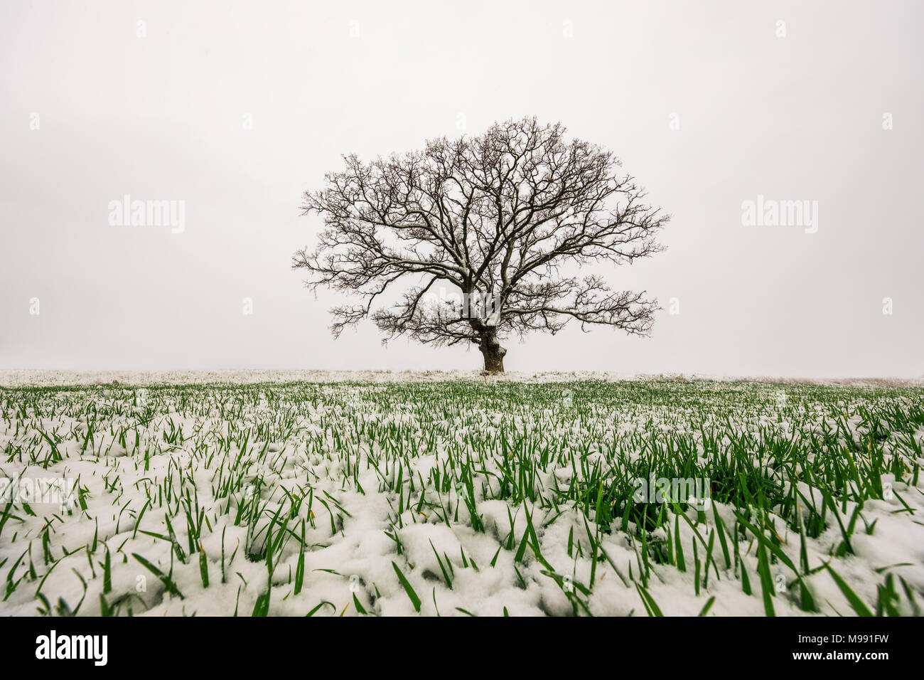 Wheat field single big tree hi-res stock photography and images - Alamy