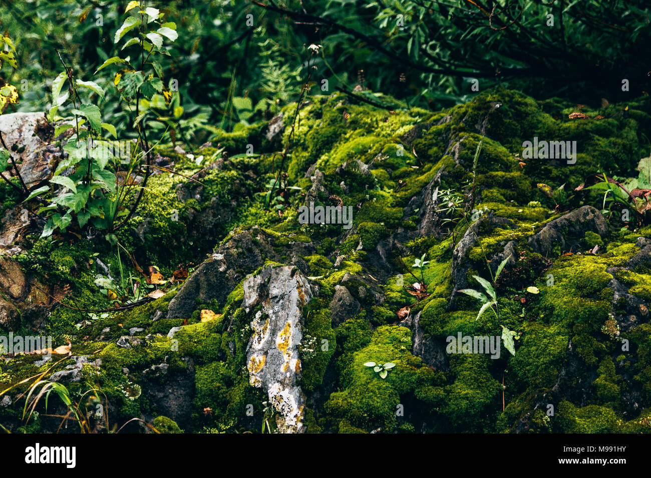 Green forest moss on stone in the wild Stock Photo - Alamy